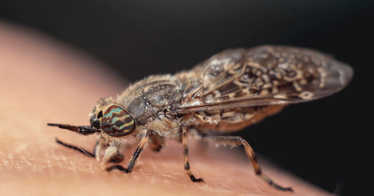 Calendeel plus | Hoe herken je dazenbeten