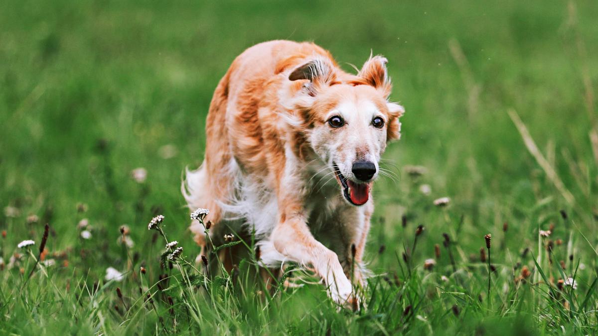 Heel Vet | Health topics: Dog - Osteoarthritis