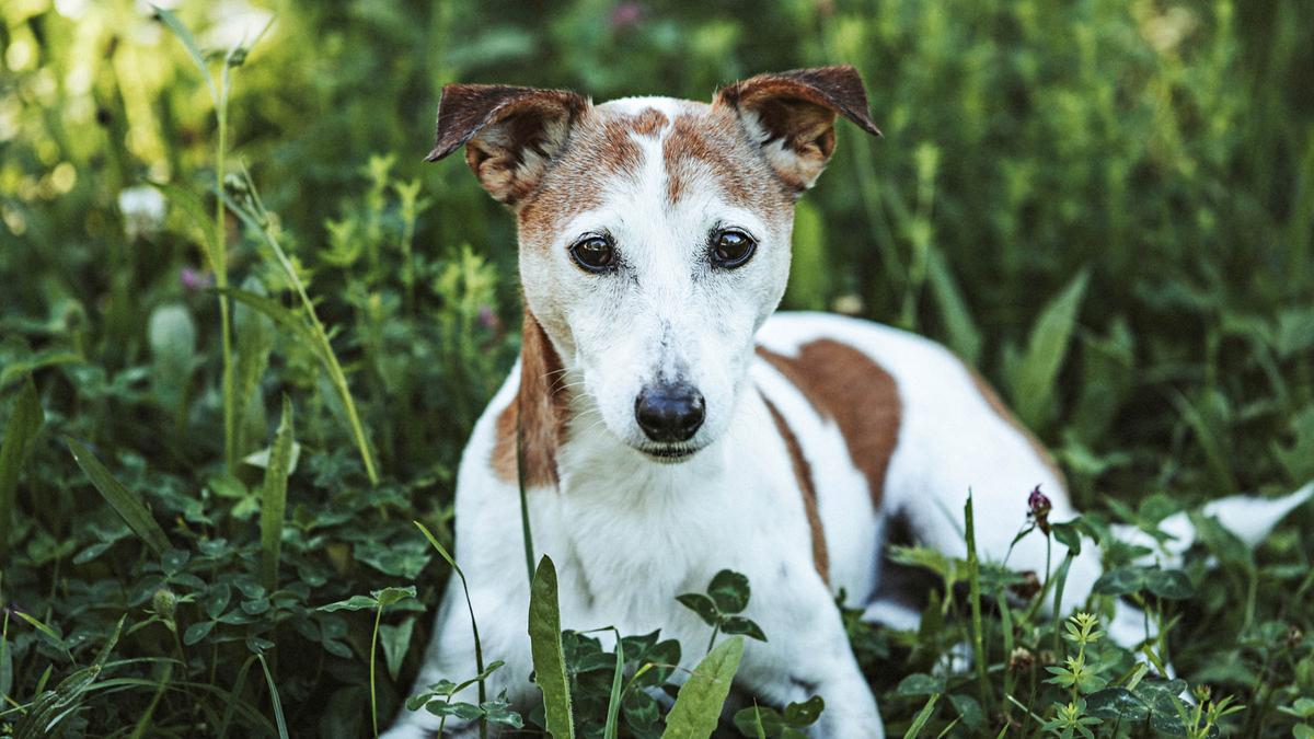 Heel Vet | Health topics: Dog - Dog of old age