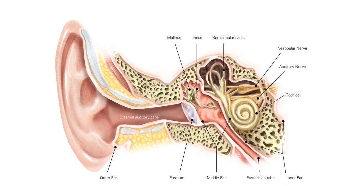 vestibule ear